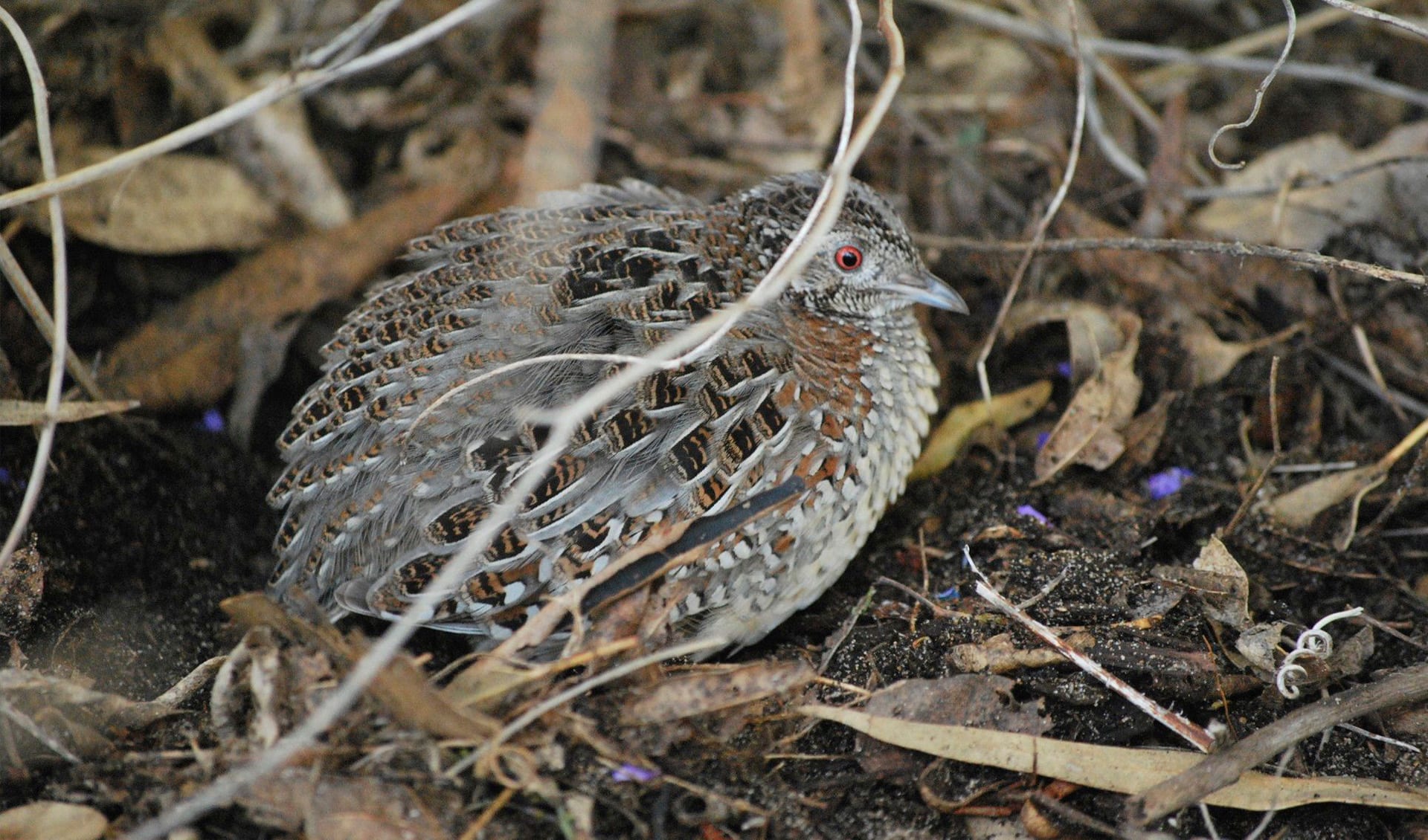 Sumba buttonquail facts, distribution & population | BioDB